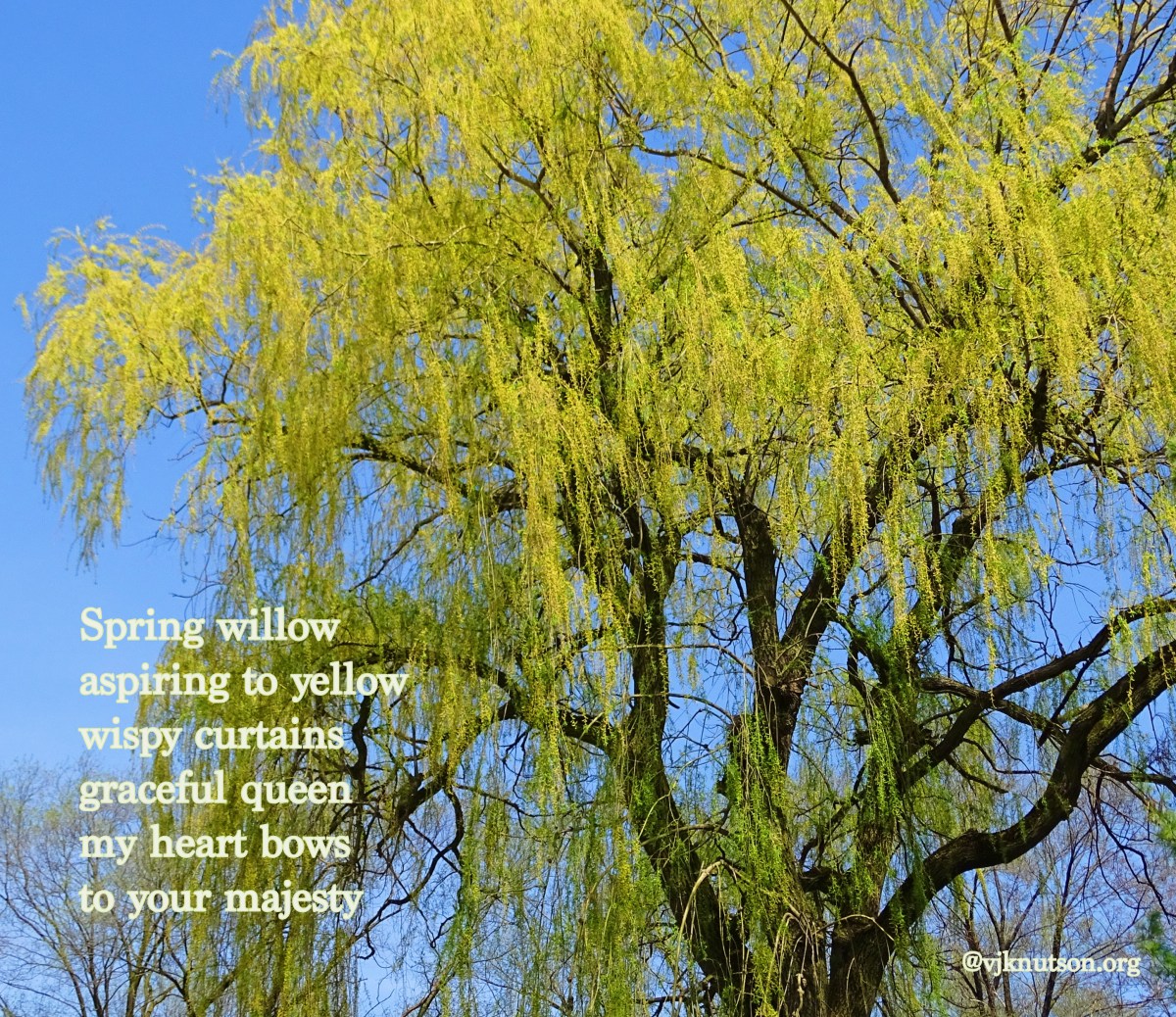 Willow – One Woman's Quest