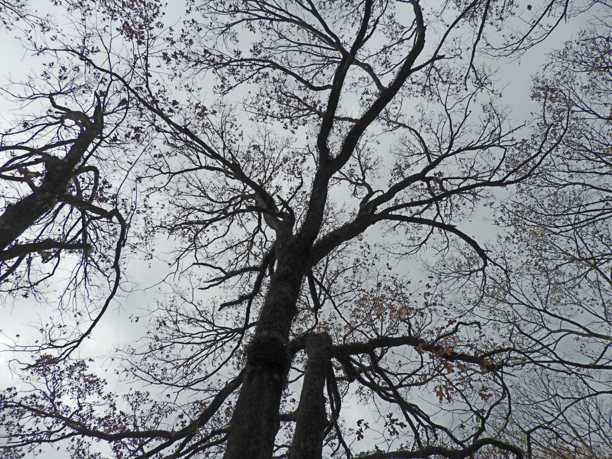 Tree Spirit – One Woman's Quest