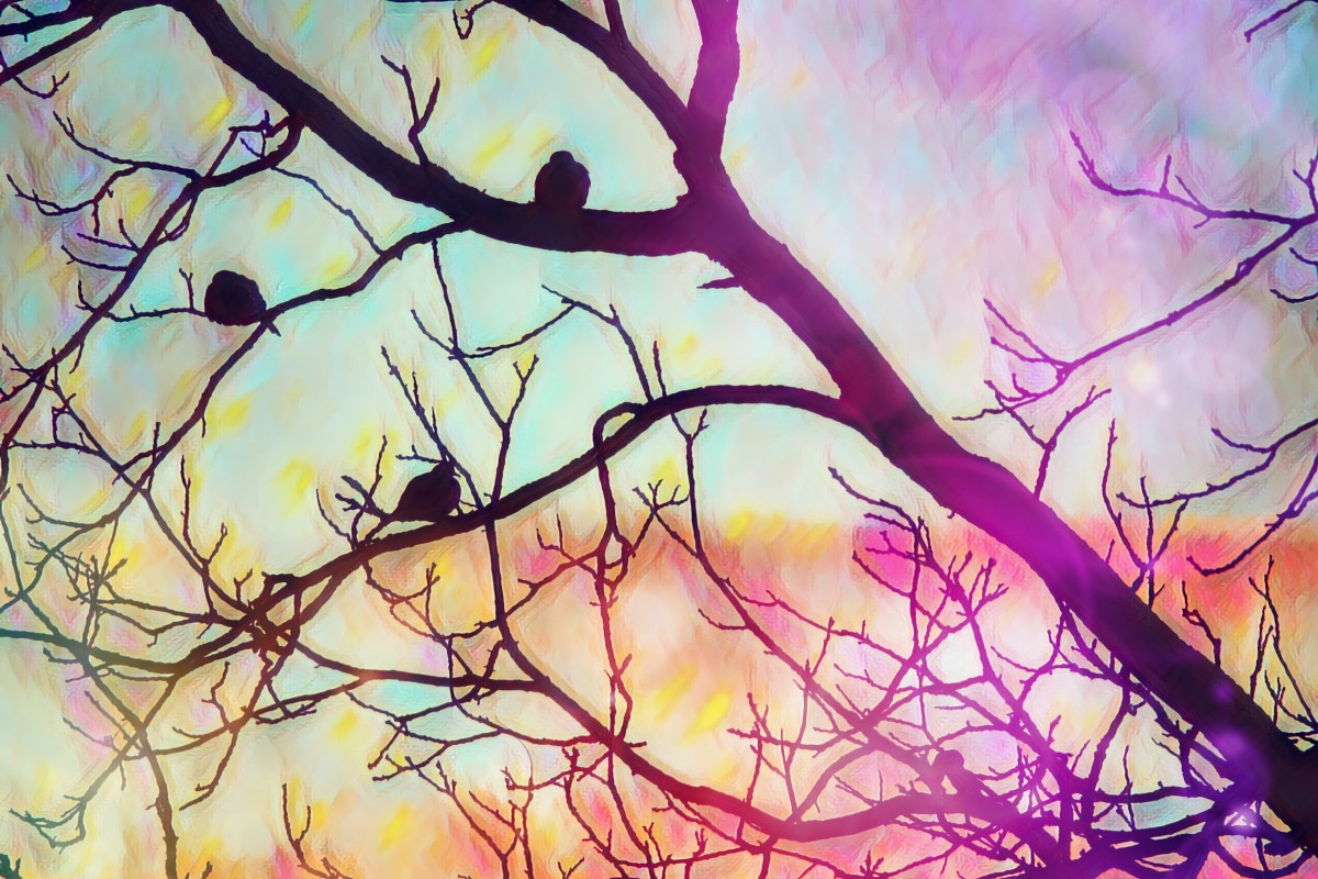 Dove and Turtle – One Woman's Quest