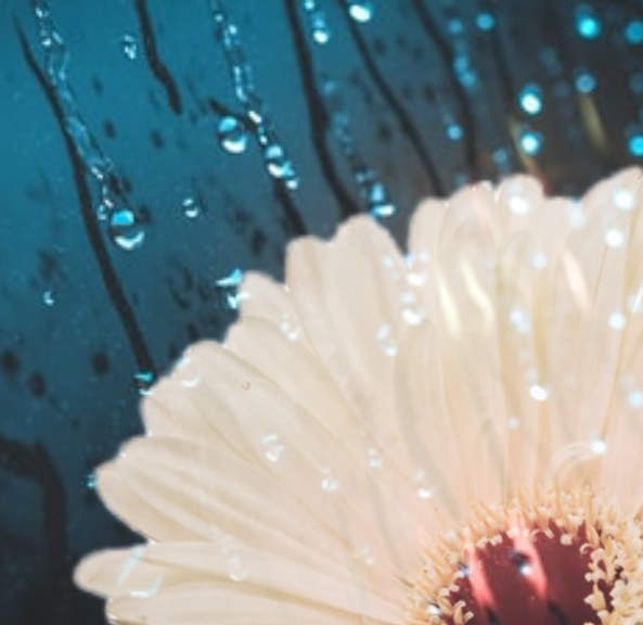 Rain (haiku) – One Woman's Quest