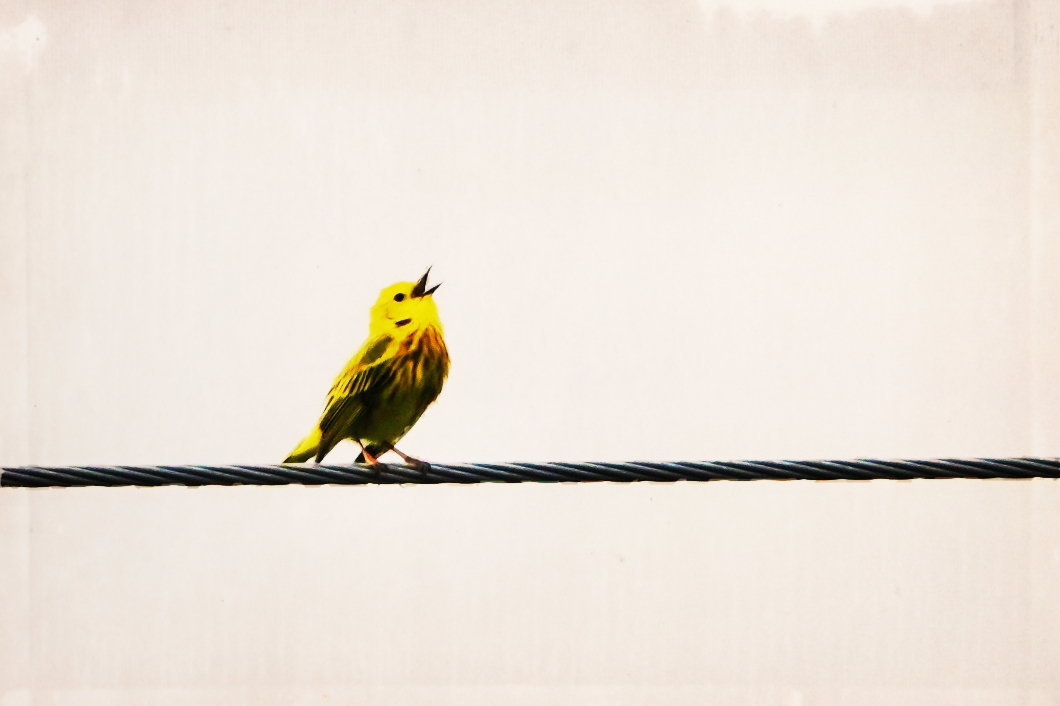 Sing Along – One Woman's Quest
